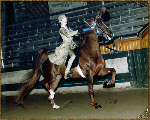 Queenwood Stables, American Saddlebreds